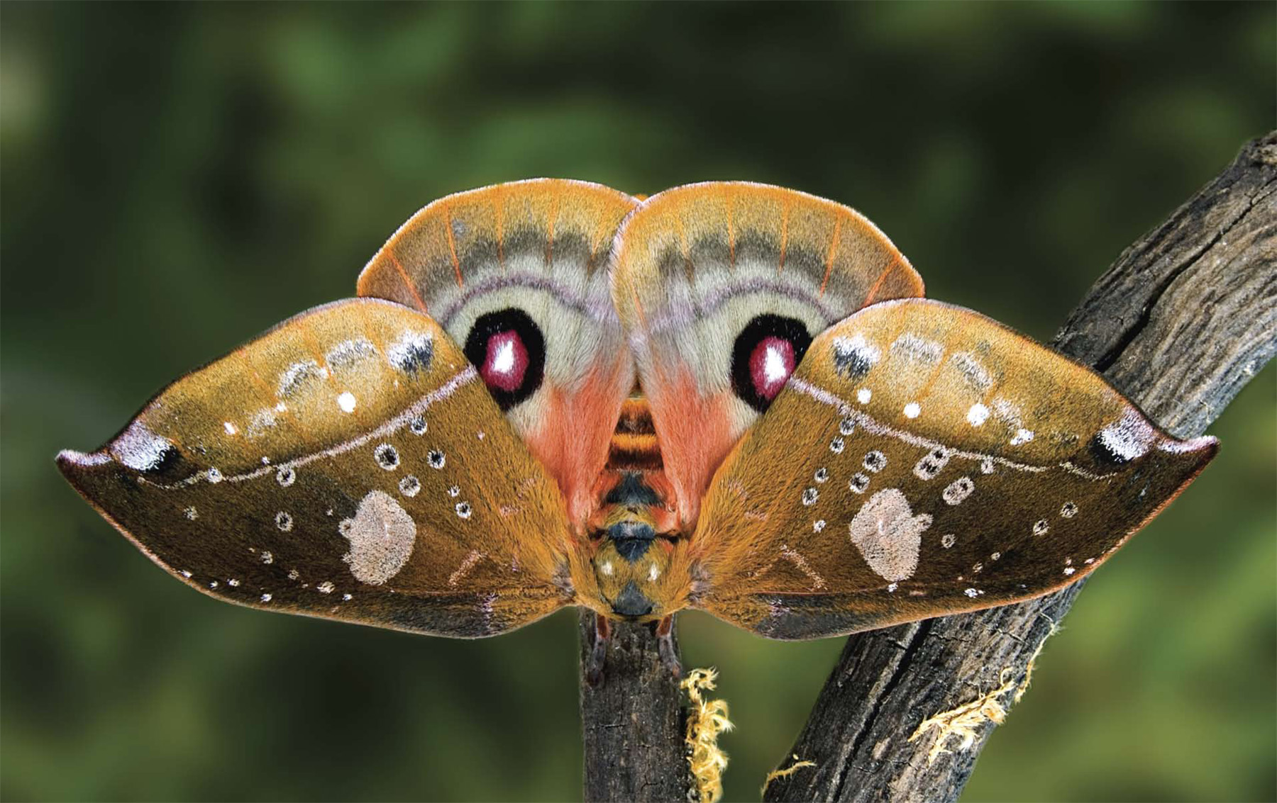 Giant Silkmoths - Papadakis Publisher