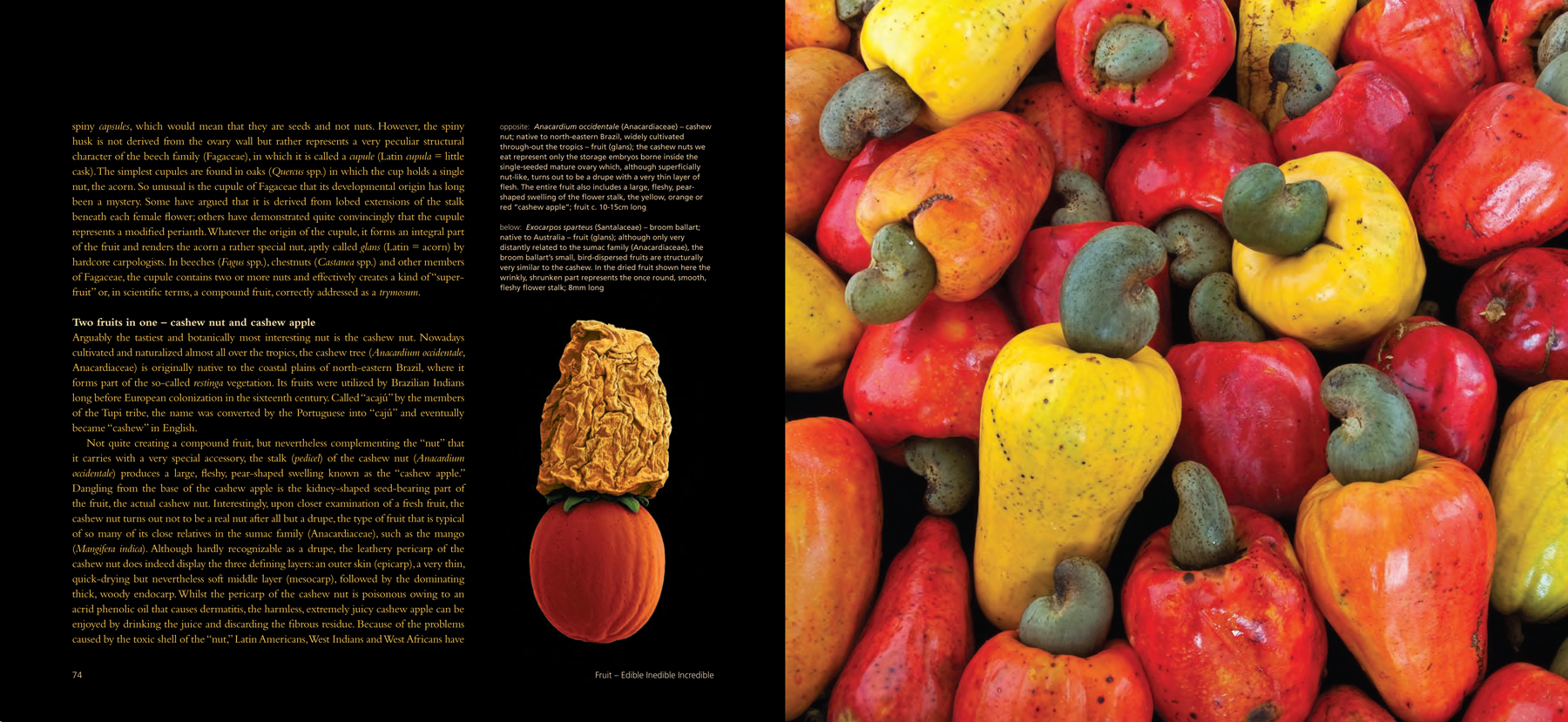 Fruit (compact ed.) - Papadakis Publisher